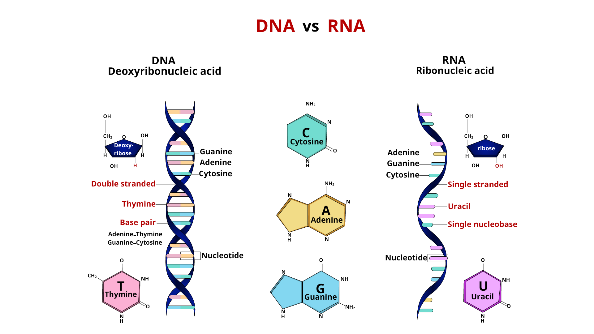 Fig.1 Structure of DNA and RNA